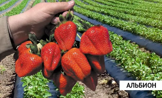 Strawberry Albionin korjaus