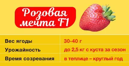 Гүзээлзгэнэ ягаан өнгийн мөрөөдөлийг засах F1