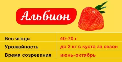 Strawberry Albionin korjaus