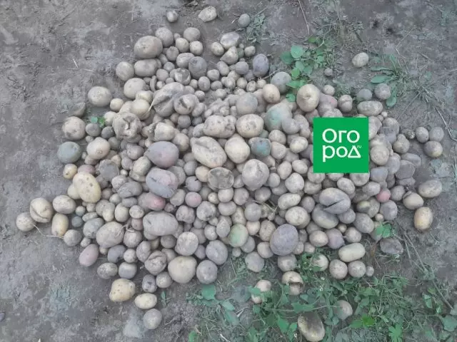 Patates nasıl sıralanır