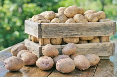 Copier les pommes de terre: Où donner une défectueuse 816_3