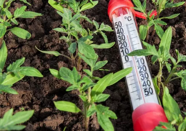 De ce tomatele înflorește, dar nu sunt legați și cum să o rezolvați