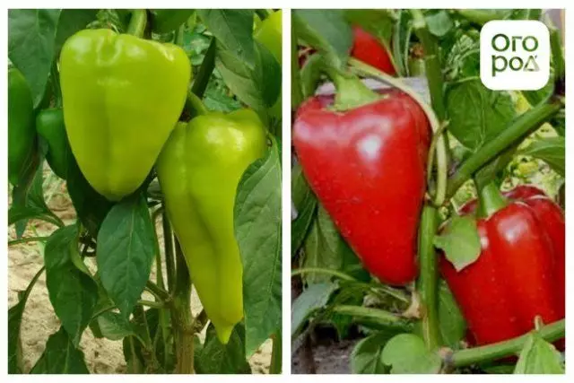 Sweet pepper bogatyr.