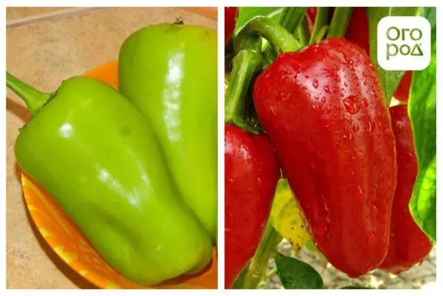 Sweet pepper grade lunok