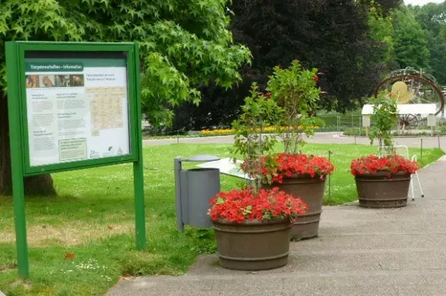 Están hechos de alta macizo de flores de tanques viejos.