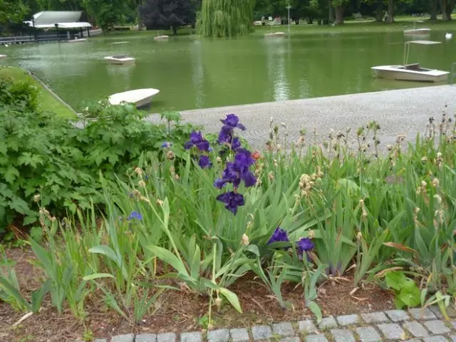 Las flores raras pueden satisfacer bastante inesperadamente.