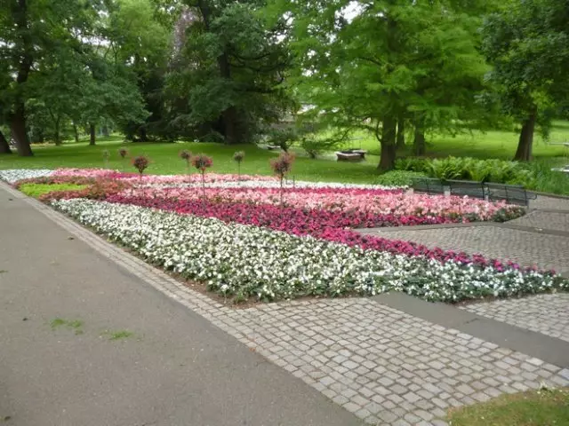 Akmens ir gėlių derinys leidžia jums grožėtis arti augalus