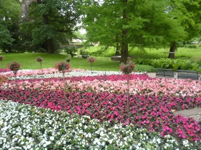 Camas de flores divergen como rayos desde el centro hasta los bordes.