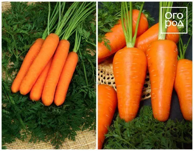 Carrot Nante ແລະ Royal Chalnoe