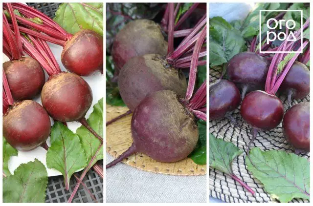 Creolen Beets, Mulatto ja Farm