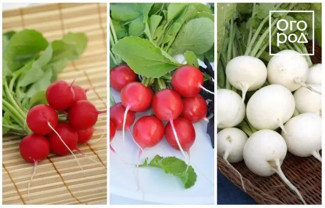 Radish Mercado, Carmelita le Oktawa