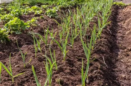 10 Għajnuniet Aħjar mill-qarrejja tagħna li aħna ltqajna f'Novembru 8225_7