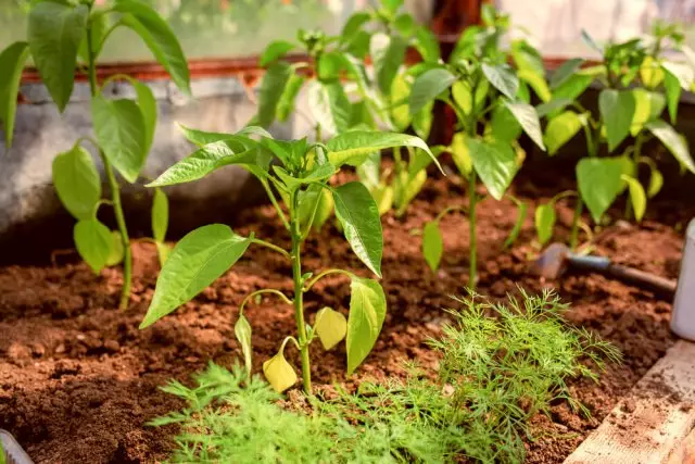 Zašto žuta paprika