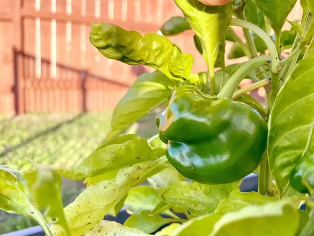 Zašto žuta paprika odlazi na otvorenom terenu