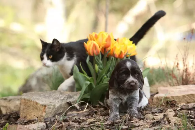 Gato na dacha