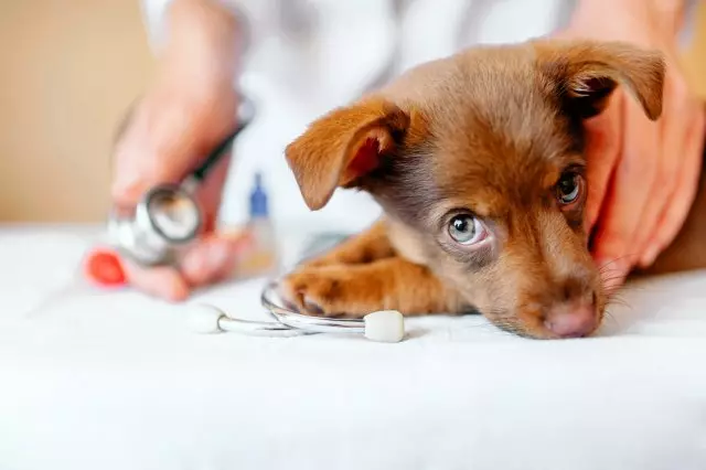 Inspection at the veterinarian