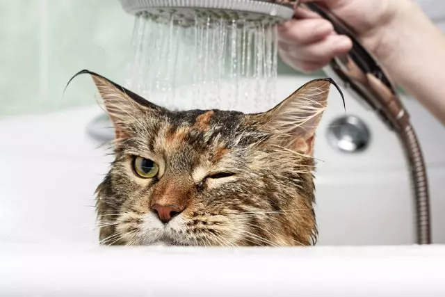 Wash cat