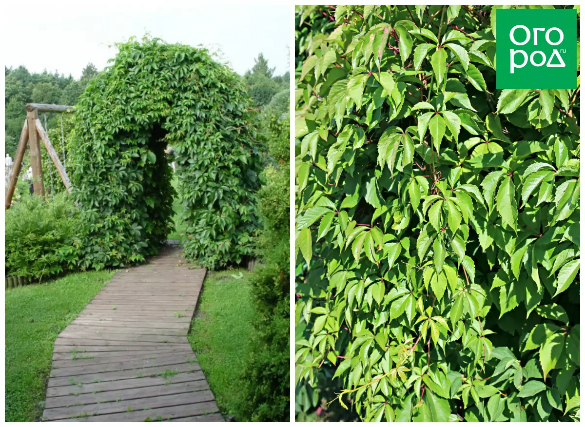 কোন pergola.