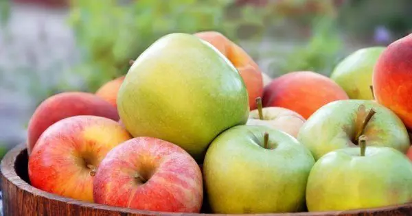 Early summer apples - the most delicious varieties