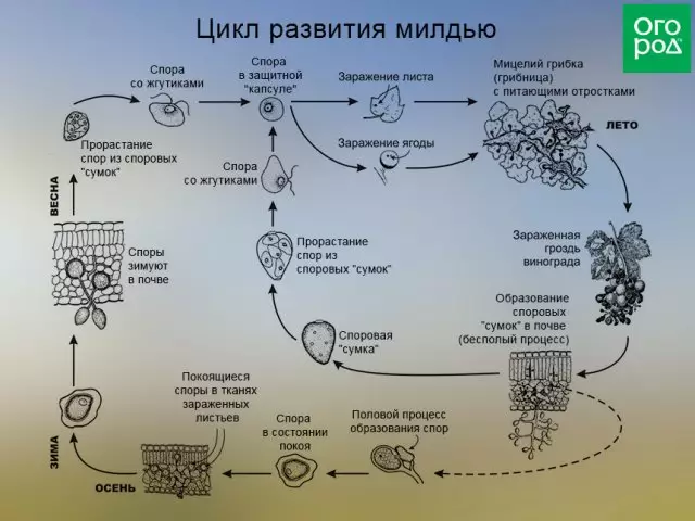 Цыкл развіцця милдью