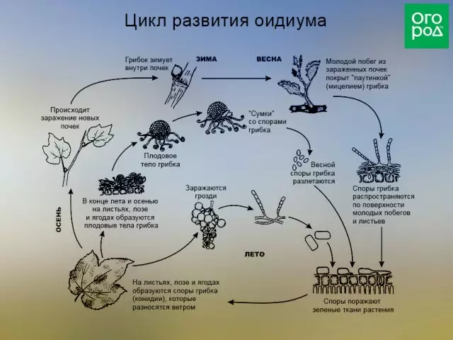Cyklus af udvikling af oidium