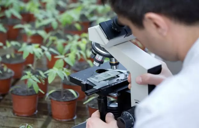 Compost sotto il microscopio