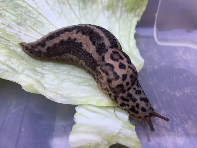 slug.