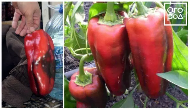 Pepper Grade Red Giant