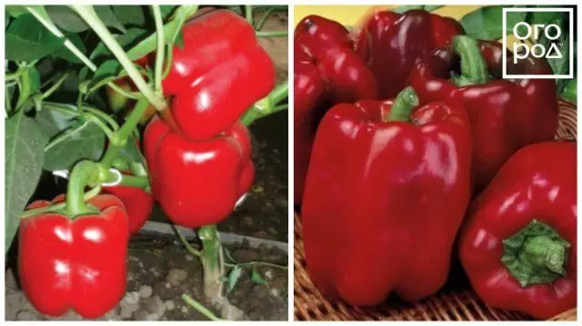 Nilai bintang paprika merah timur