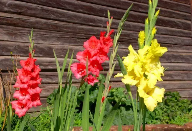 ทำไม GladioLus ไม่ออกดอก - เหตุผลที่เป็นไปได้ทั้งหมด