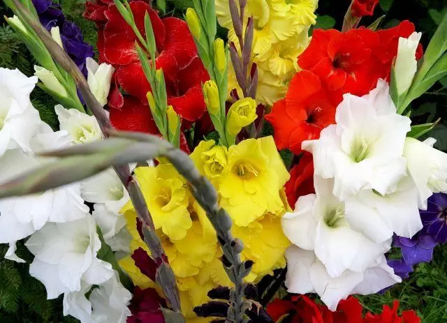 bouquet ຂອງ gladiolus