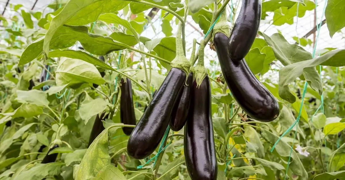 6 Rheolau Gofal Eggplant Perthnasol