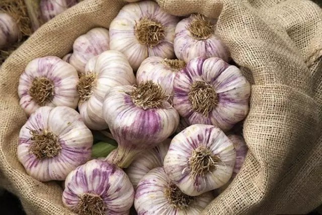 Almacenamiento de ajo en bolsas.