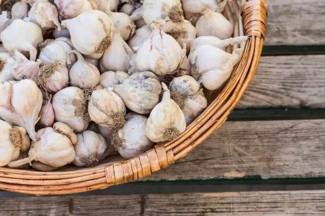 Almacenamiento de ajo en la cesta.