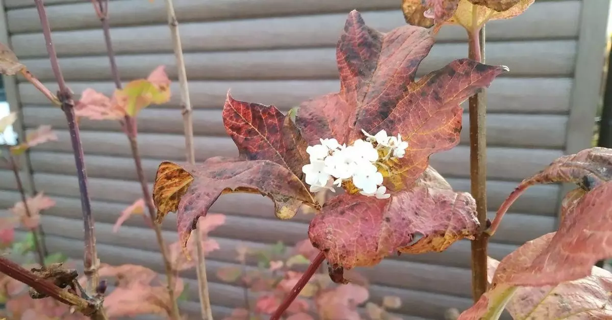 La natura è impazzita: perché le piante fioriscono in ottobre