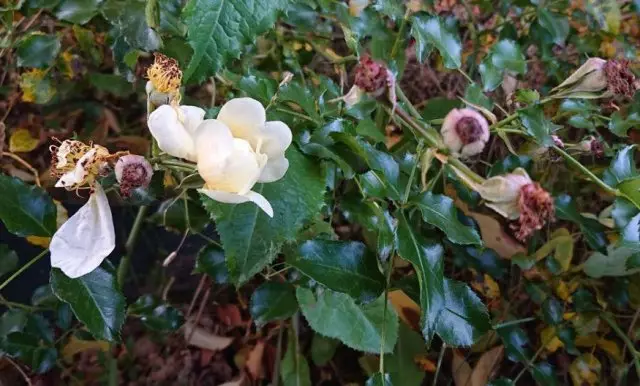 Upprepad blomma av rosor på hösten