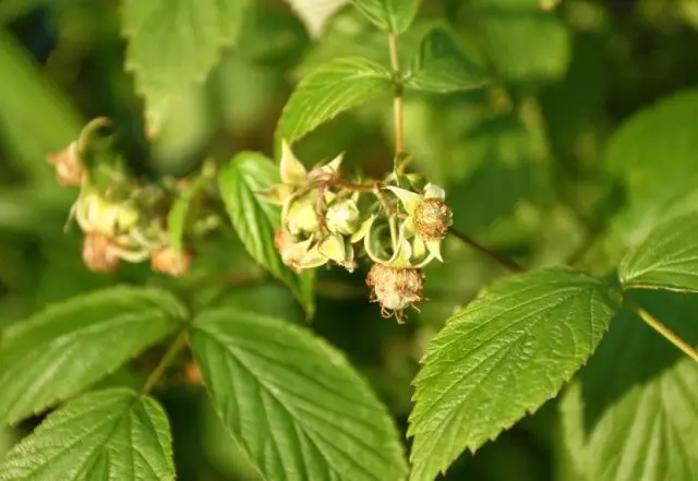 Himbeere mit Blumen und Sechsen