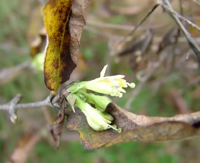 Honeysuckle yn blodeuo ym mis Hydref