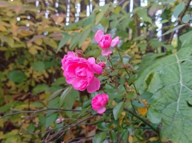 Rose, blomstrer i høst