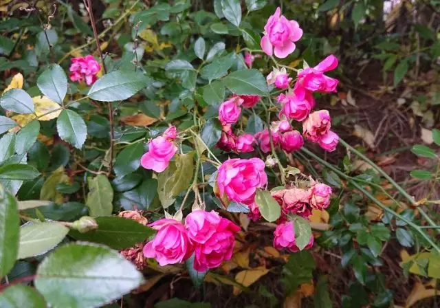 Hvordan høstblomstring påvirker planter