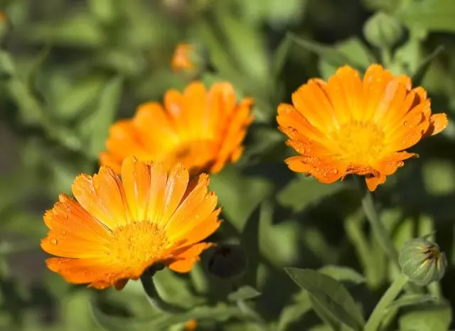 Calendula Meddyginiaethol