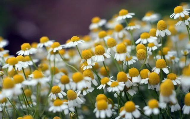 Chemomile