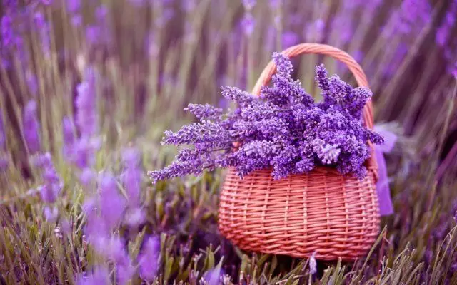 Lavender.