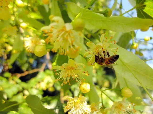 Blossom sa Linden