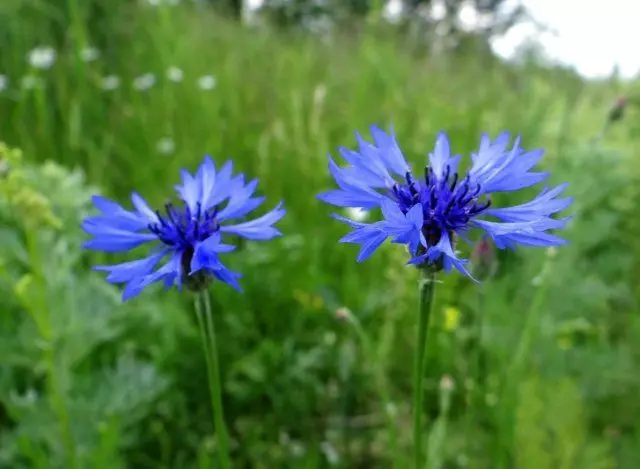 Cornflower.