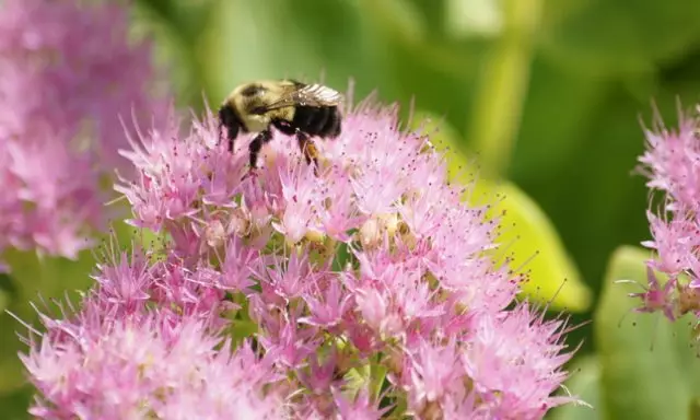 Baie van die insekte kan vir die kind gevaarlik wees