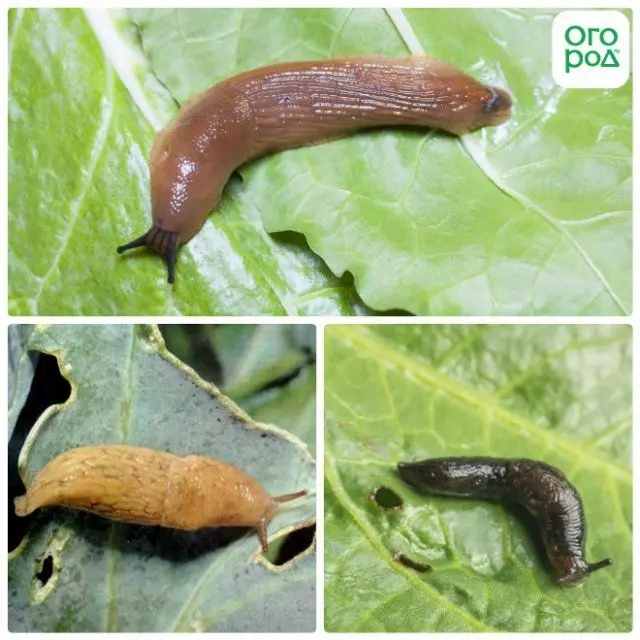 Slug nuogas