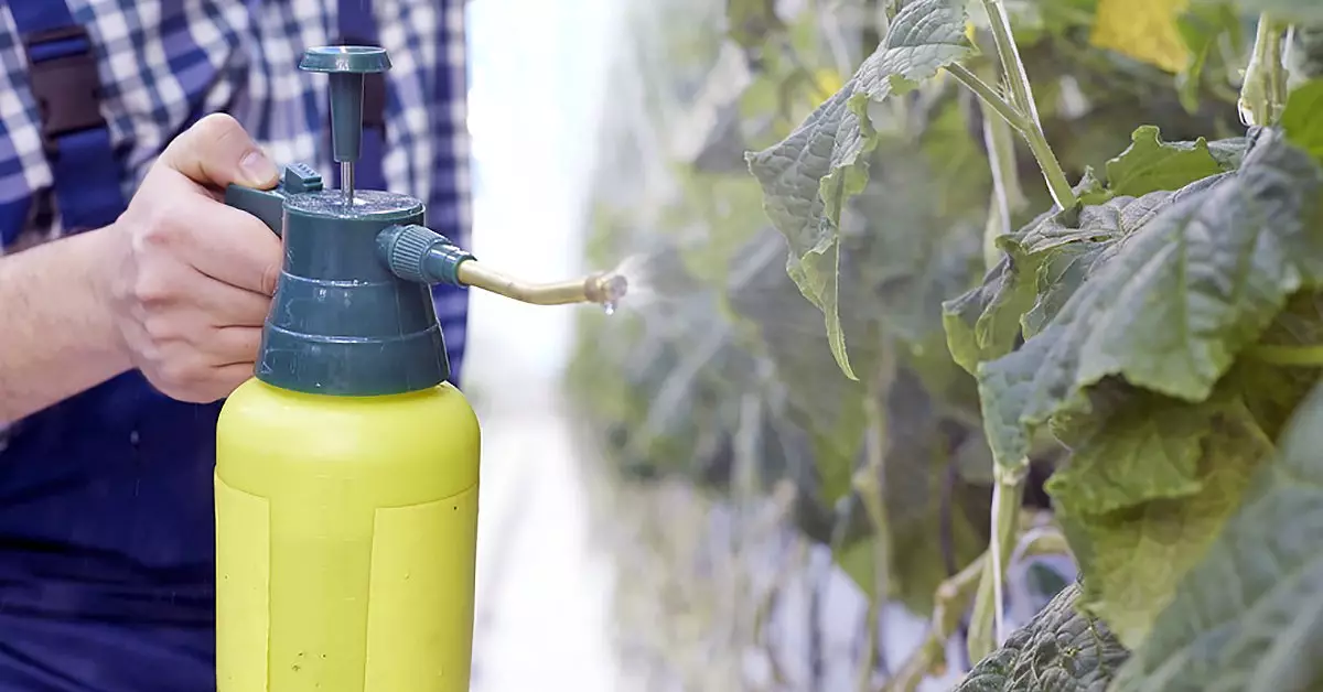 Приготвени кърлежи на краставици - как да се отървете от бързо и безопасно