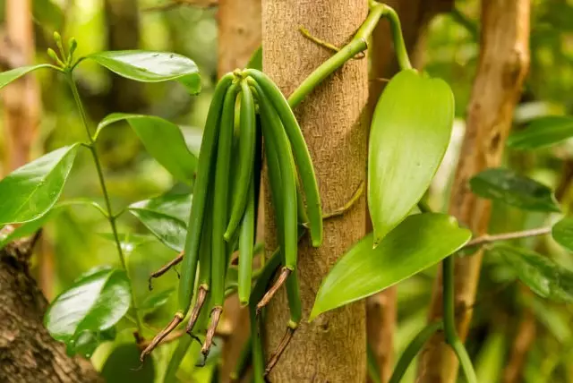 വാനിലക്കാരി