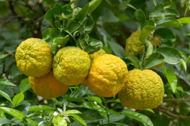 Bergamot.